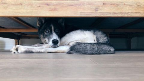 10 signs a dog is stressed | PetsRadar