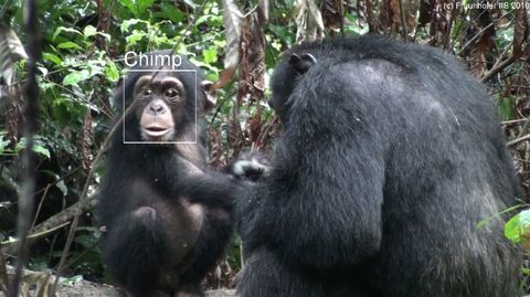 Image Gallery: Snapshots of Unique Ape Faces | Live Science