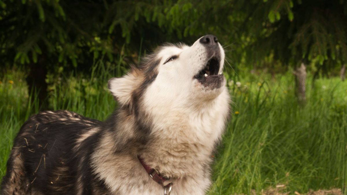 10 loudest dog breeds: Booming barkers and incessant yappers | PetsRadar
