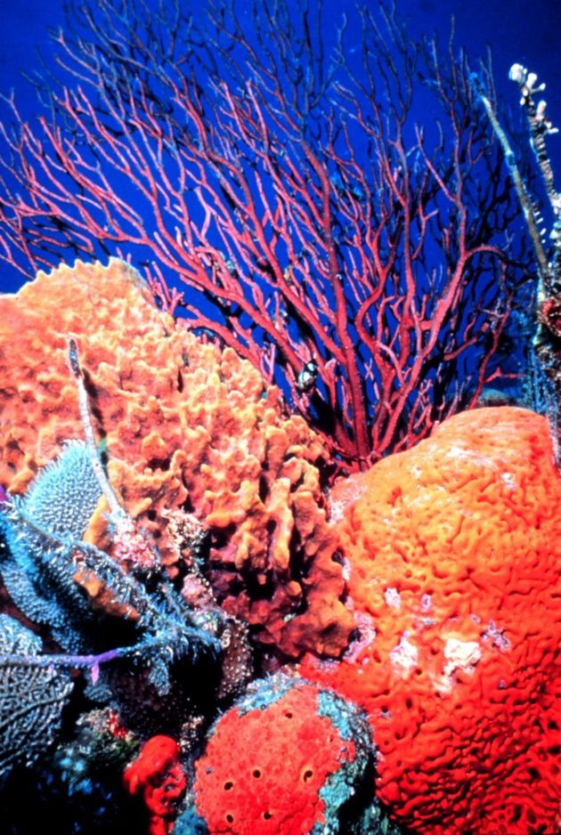 Increasing Acid Could Kill Most Coral by 2050 | Live Science