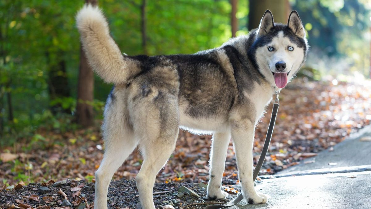 32 reasons to love Siberian huskies | PetsRadar