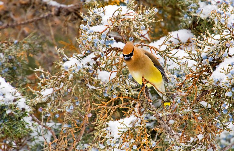 Feeding birds in winter – the dos and don'ts | Homes & Gardens