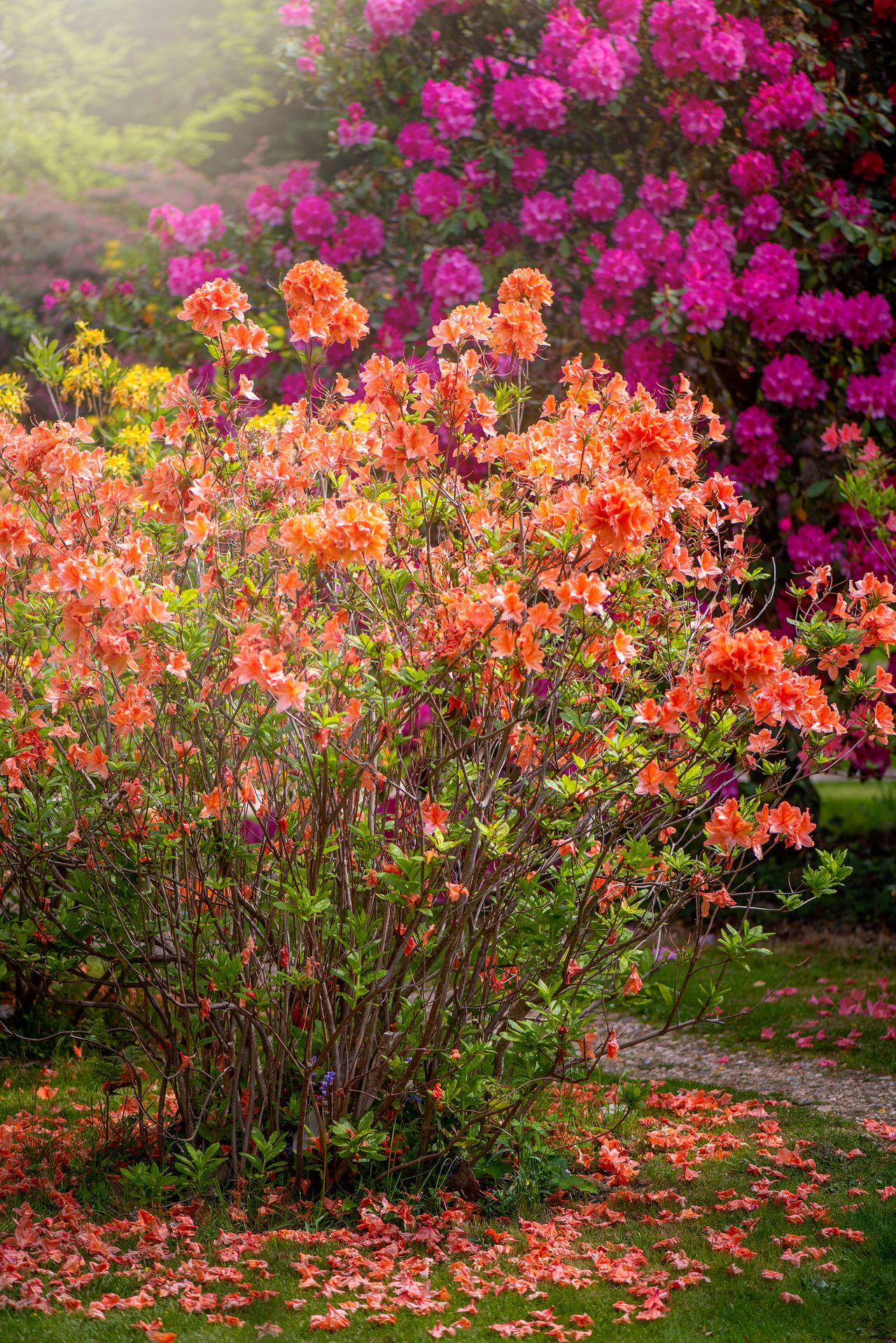 How to prune azaleas: to keep them healthy and beautiful | Homes & Gardens
