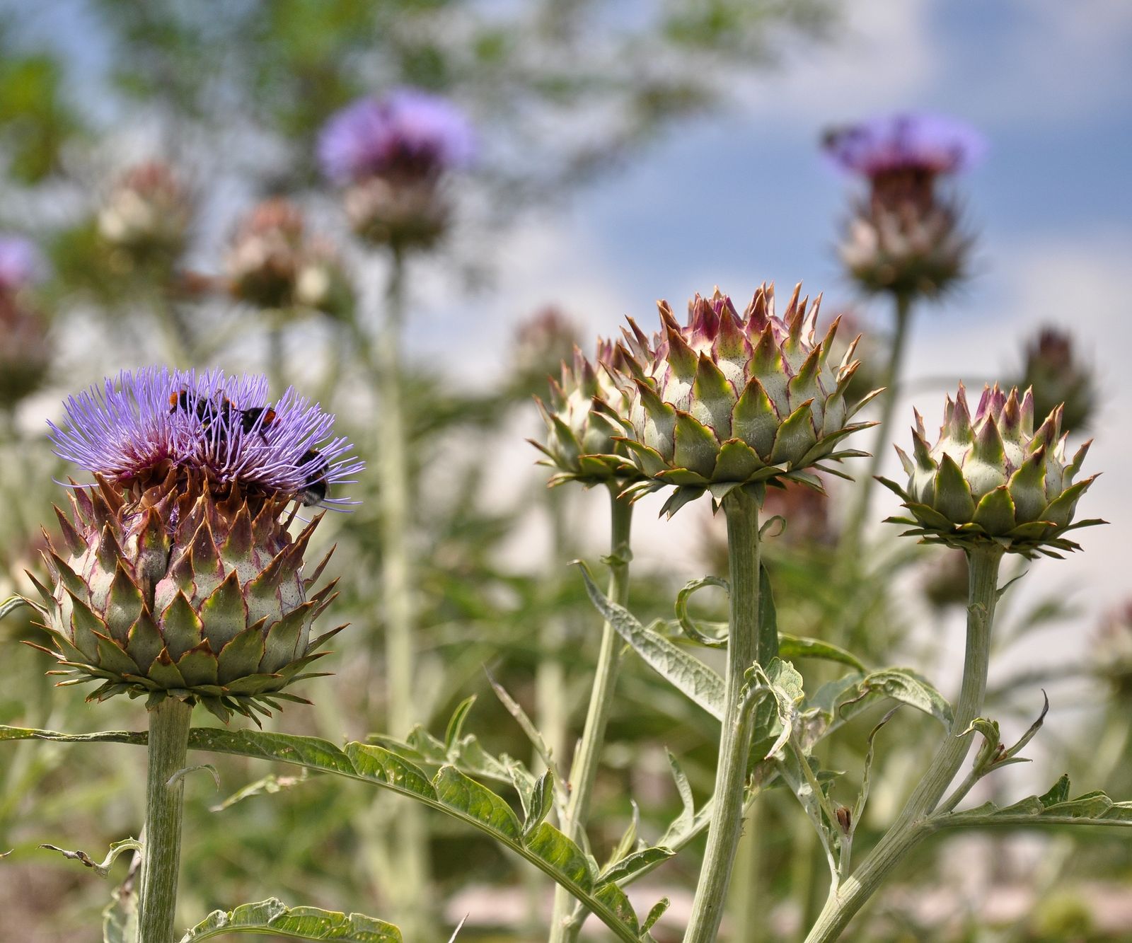 Giant plants to grow for a bold living sculpture in your yard | Homes ...