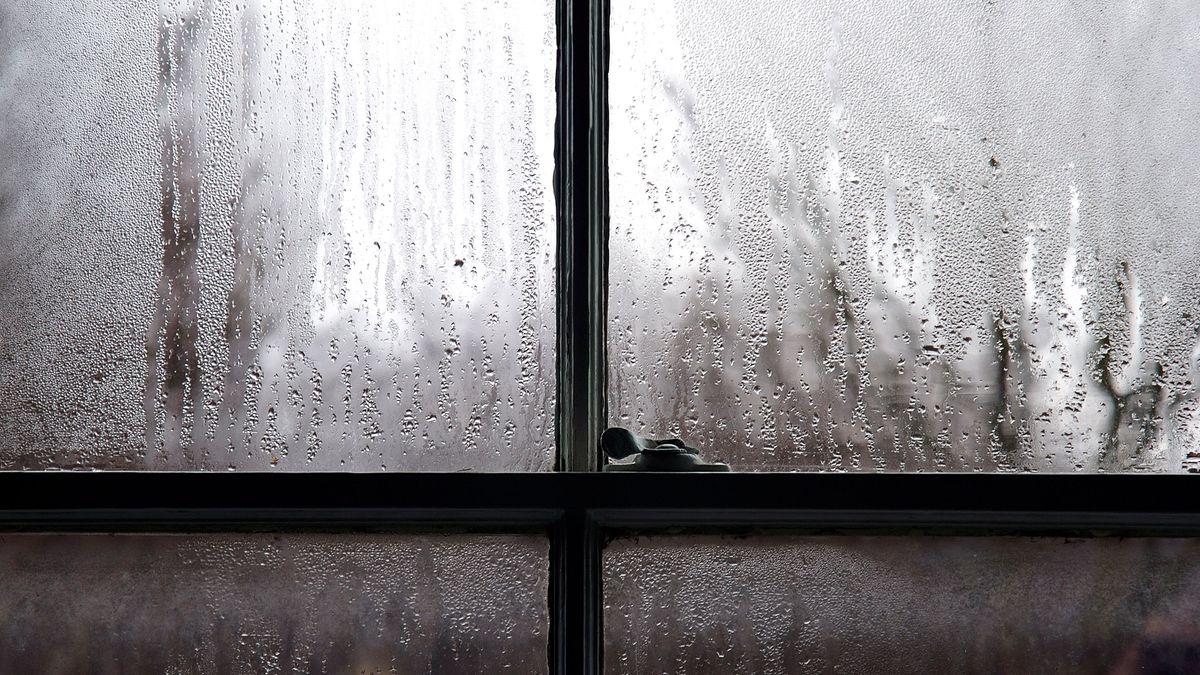 Damp: Your complete guide to causes, cures and prevention | Homebuilding