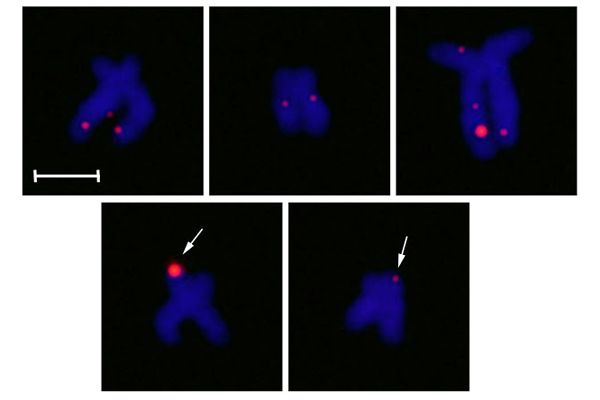 Code of Life: Photos of DNA Structures | Live Science