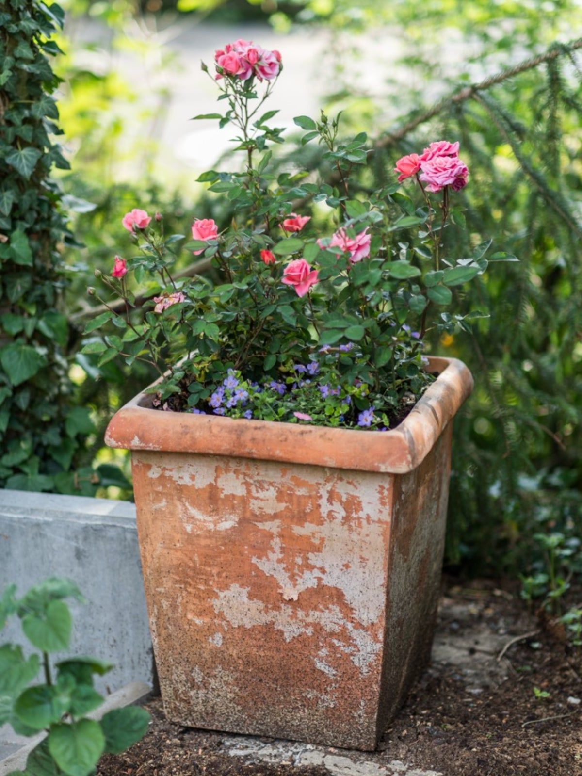 Learn The Difference Between Miniature Roses And Miniflora Roses ...