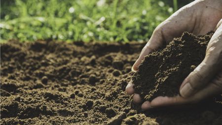 The secrets of soil: Can yard dirt boost our happiness? | Homes and Gardens