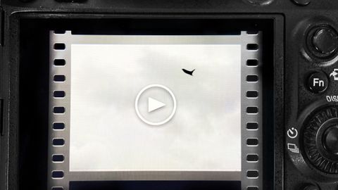 Wildlife photography with a twist: Capture birds in flight with this ...