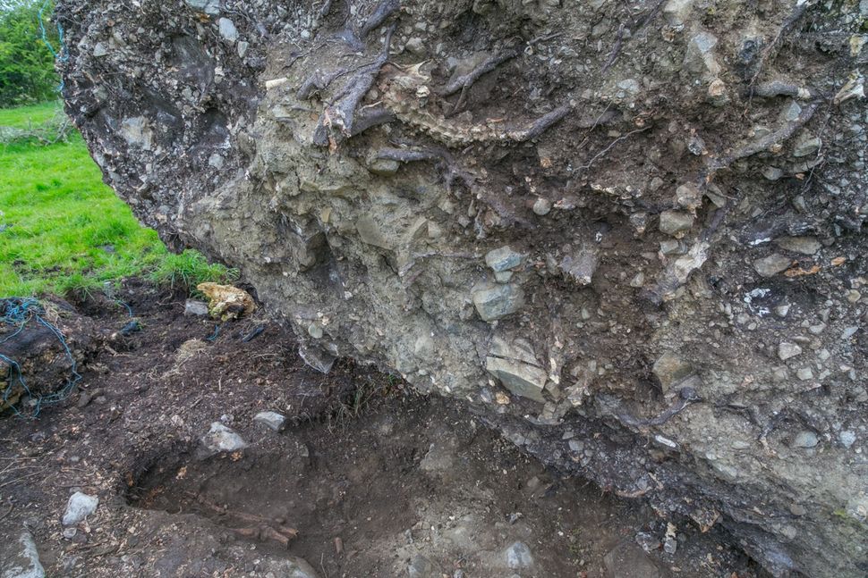 In Photos: Medieval Skeleton Entangled in Tree Roots | Live Science