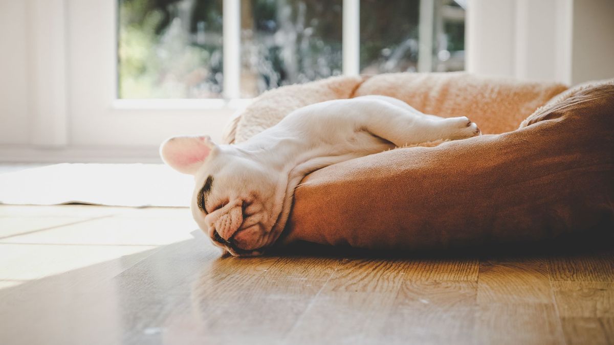 Is it normal for a dog to sleep all day? | PetsRadar