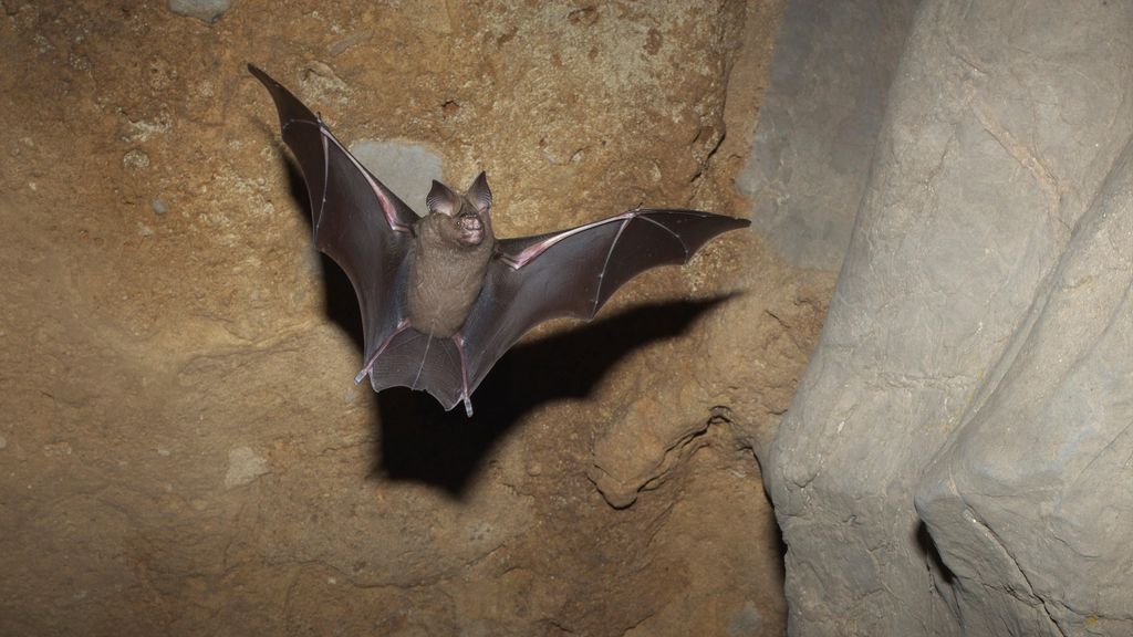 Which animals are most likely to survive climate change? | Live Science