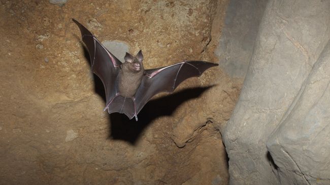 Which animals are most likely to survive climate change? | Live Science