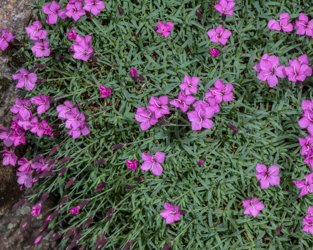 16 varieties of garden pinks: stunning types of dianthus | Gardeningetc