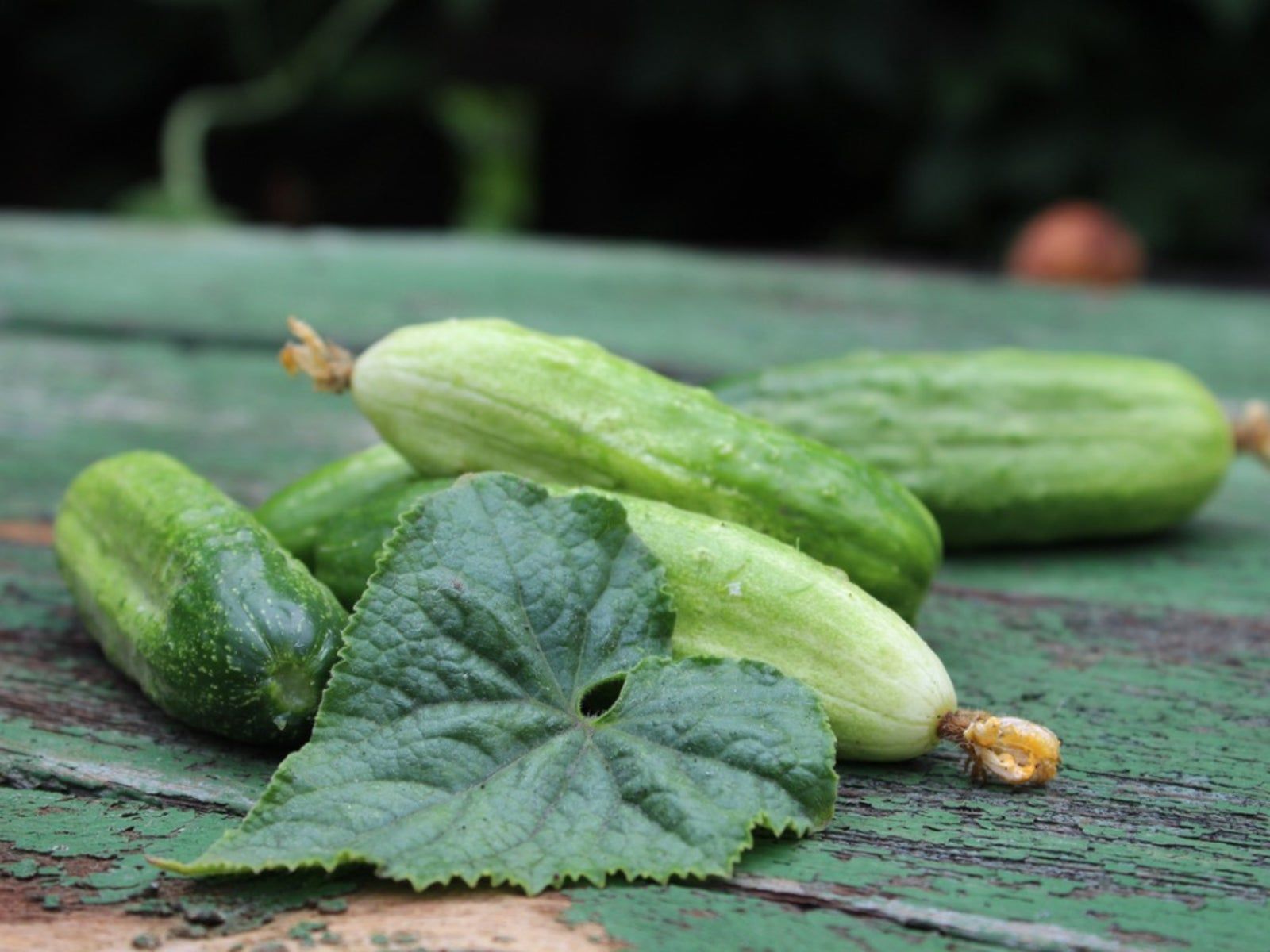 Cucumber Plant Problems - Is It Safe To Eat White Cucumber Fruit ...