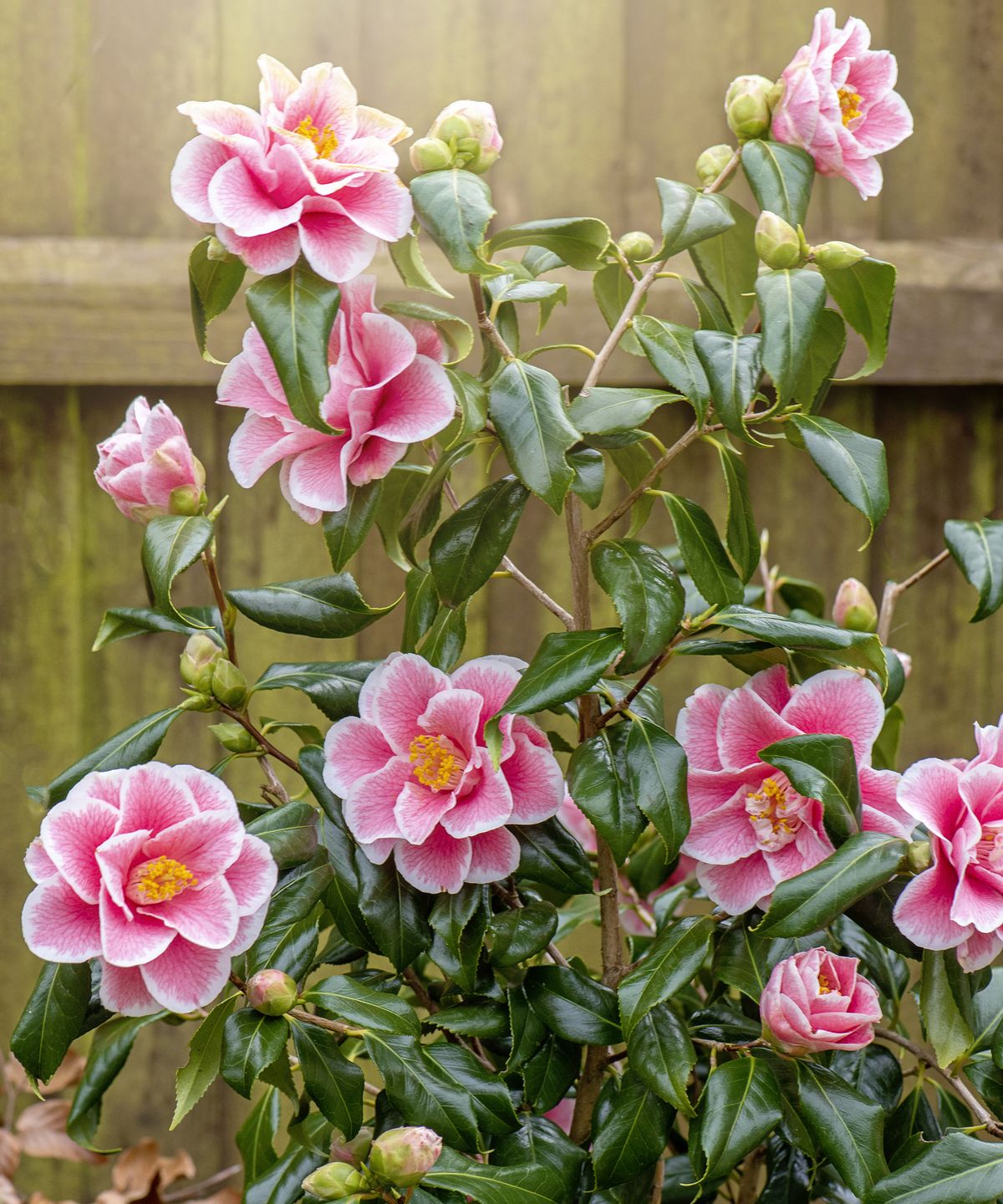 9 of the best climbing fence plants to grow | Homebuilding