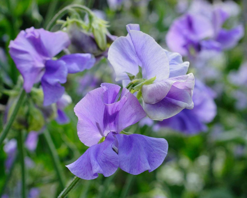 Sweet pea varieties: 16 blooms for summertime scent | Gardeningetc