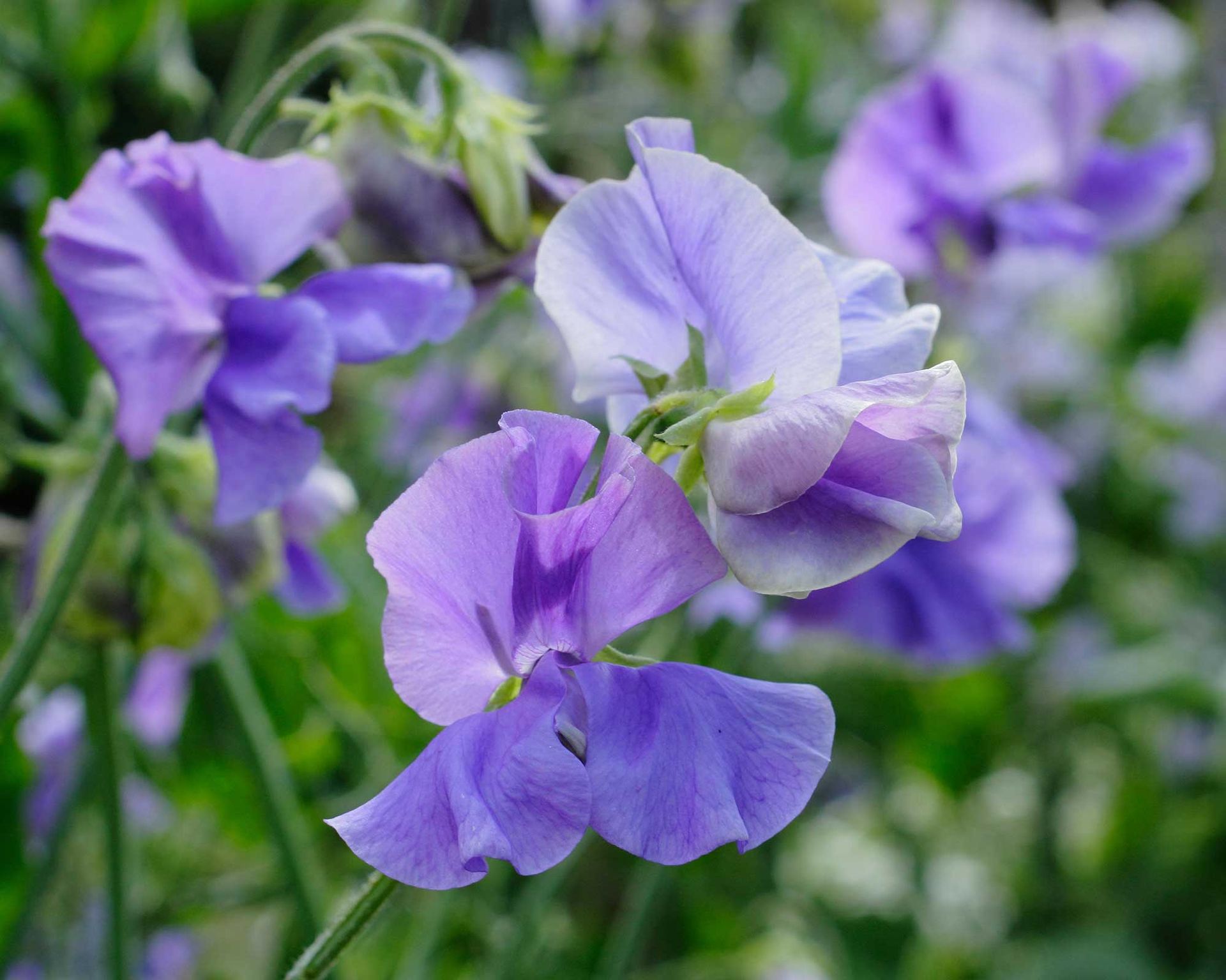 Sweet pea varieties: 16 blooms for summertime scent | Gardeningetc