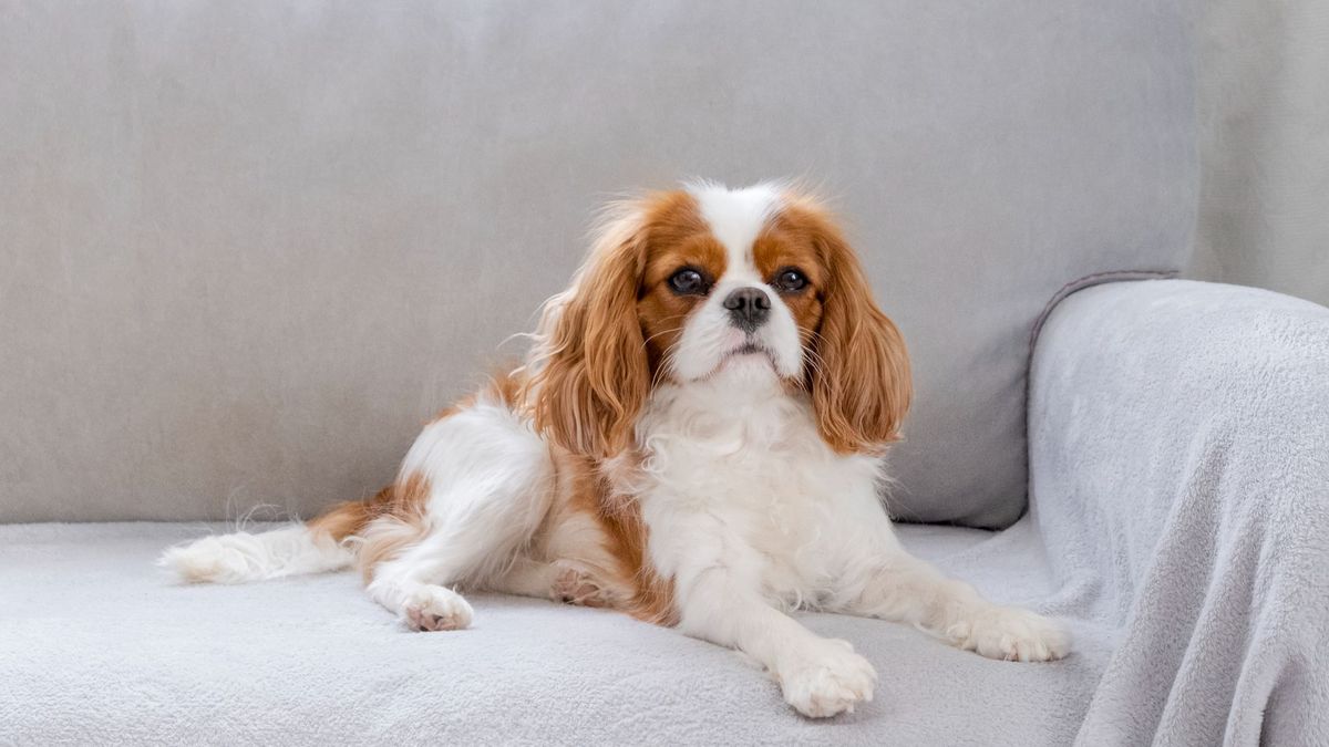 10 best behaved dog breeds according to a behaviorist | PetsRadar