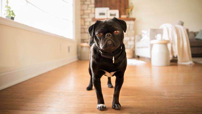 23 best dogs for seniors | PetsRadar