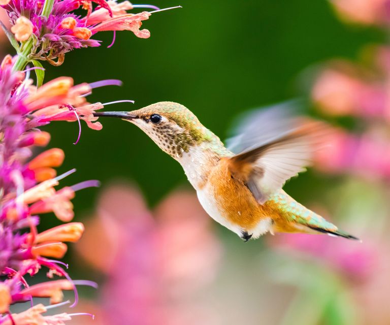 Grow These 10 Full Sun Hummingbird Plants For Happy Hummers | Gardening ...