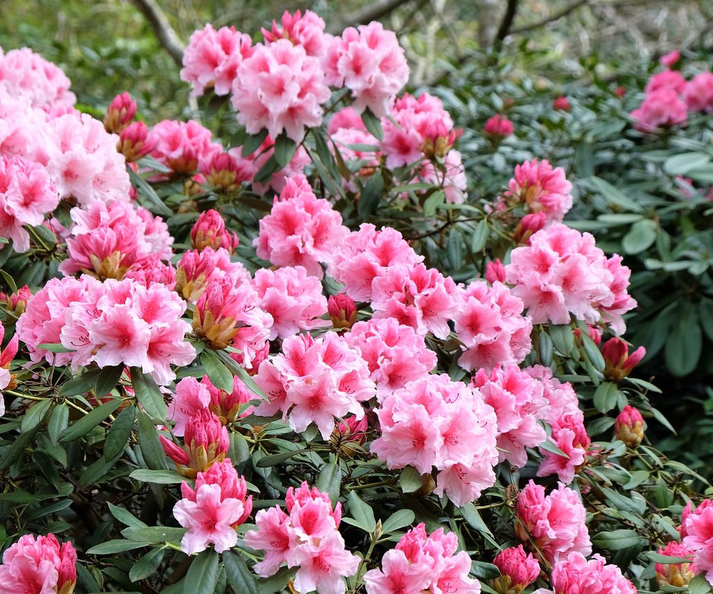 How to winterize rhododendrons in 4 expert steps | Homes and Gardens