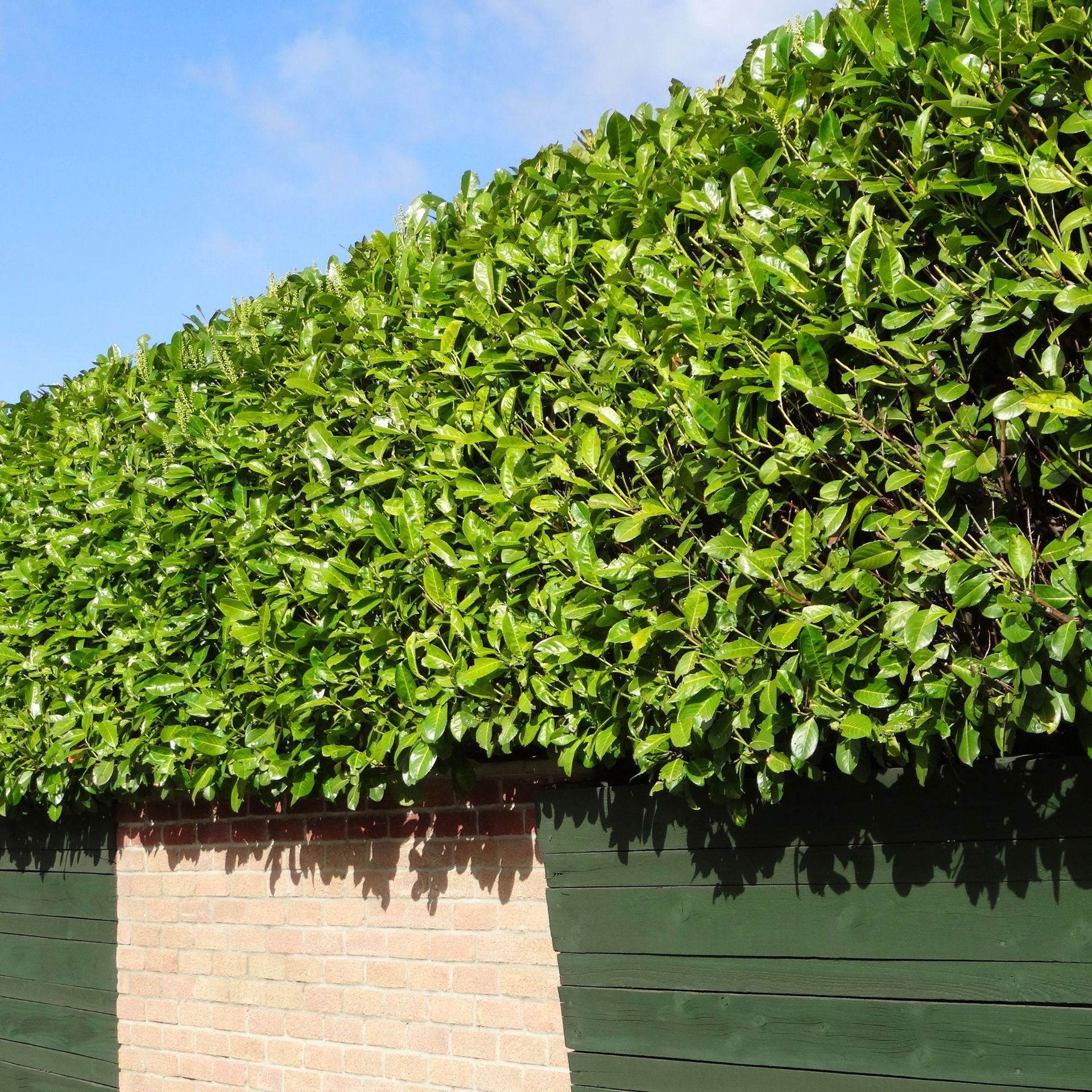 Best hedging plants for your garden, according to experts | Ideal Home