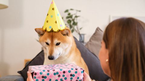 20 pet birthday ideas and ways to celebrate | PetsRadar