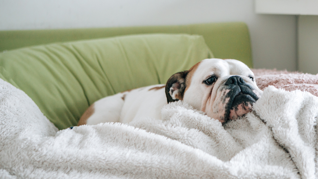 Signs a dog is in pain: A vet's guide to spotting them | PetsRadar