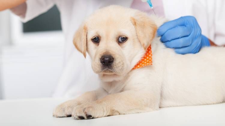 Puppy shots: A vet's guide to puppy vaccinations | PetsRadar