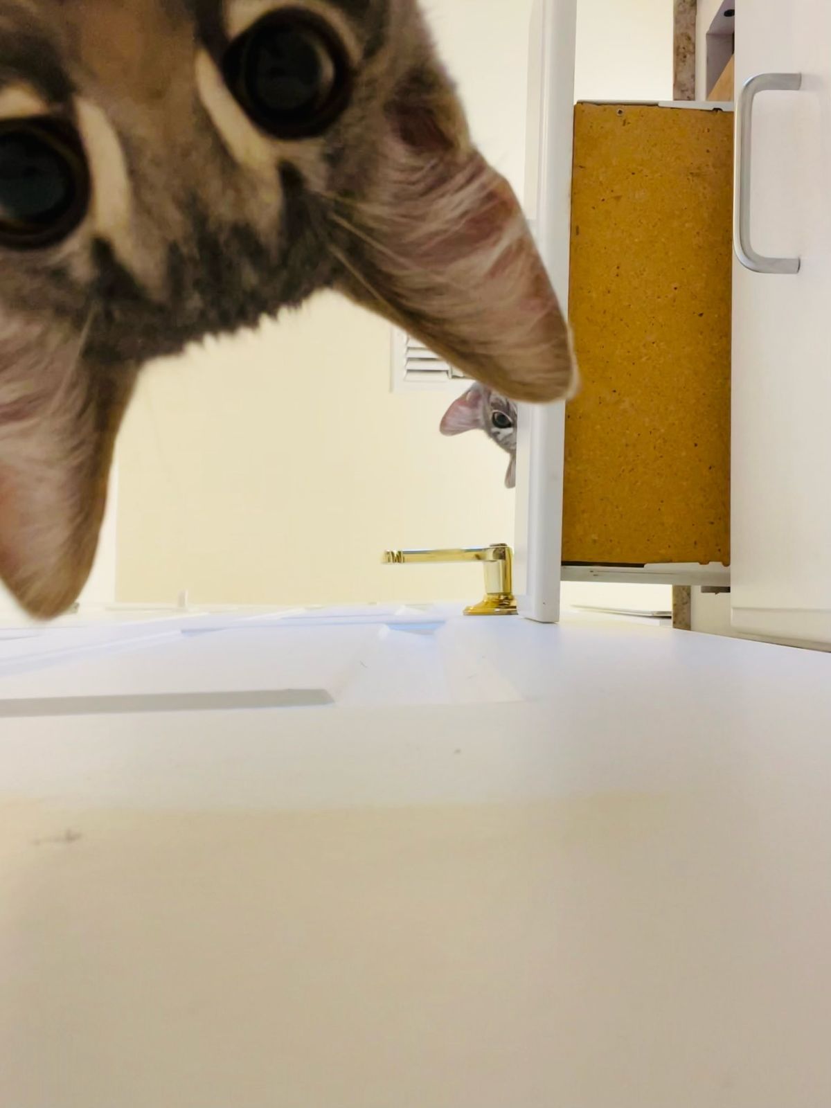 Cats lock woman out of her own bathroom and the Internet can’t stop ...