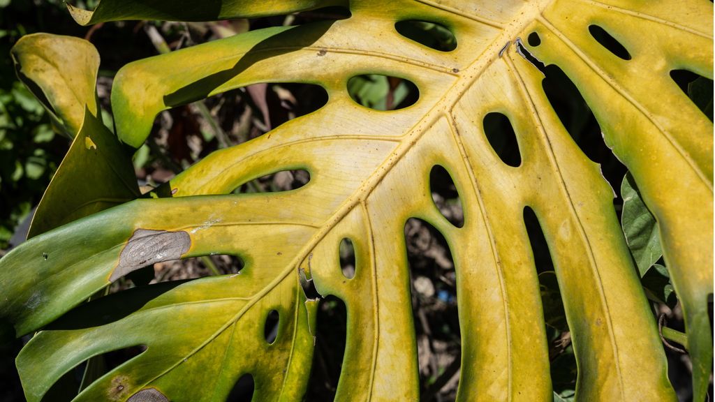 What is leaf scorch and how to avoid it: Experts share tips | Homes and ...