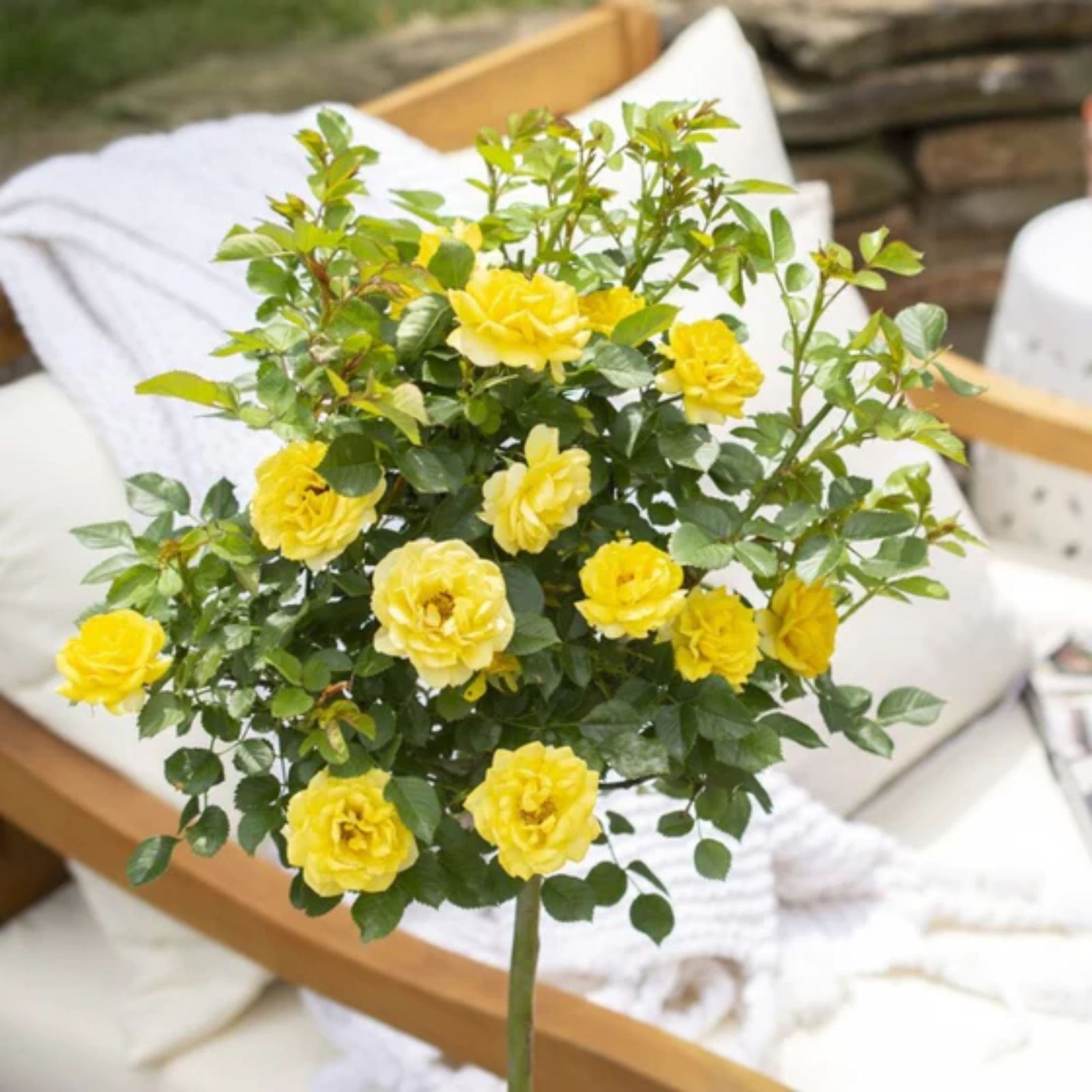 Barbra Streisand's garden is an 'idyllic oasis,' experts say | Homes ...