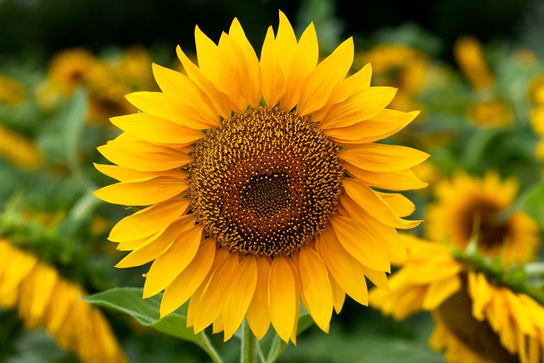 Sunflowers care - a guide to the most beautiful types | Livingetc