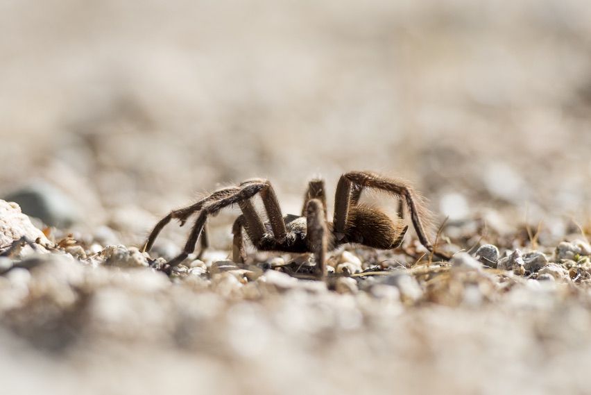 Desert Tarantulas: Photos of the Amazing Arachnids of the Sonoran ...