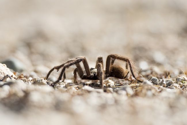 Desert Tarantulas: Photos of the Amazing Arachnids of the Sonoran ...