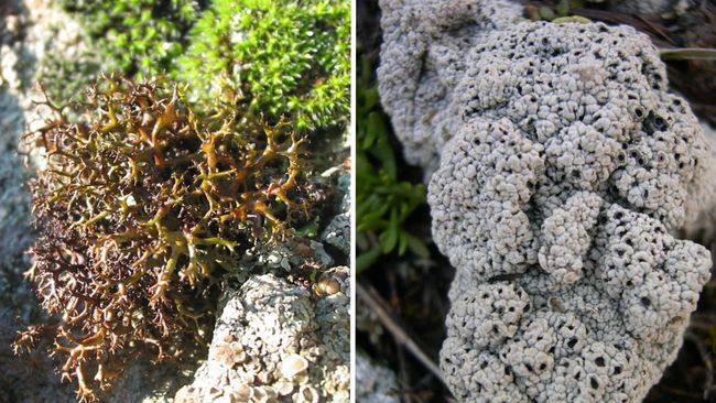 Life on Mars could survive — so long as you're one of these strange ...