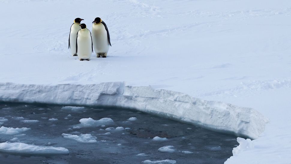 Melting sea ice could wipe out 98% of emperor penguins by the end of ...
