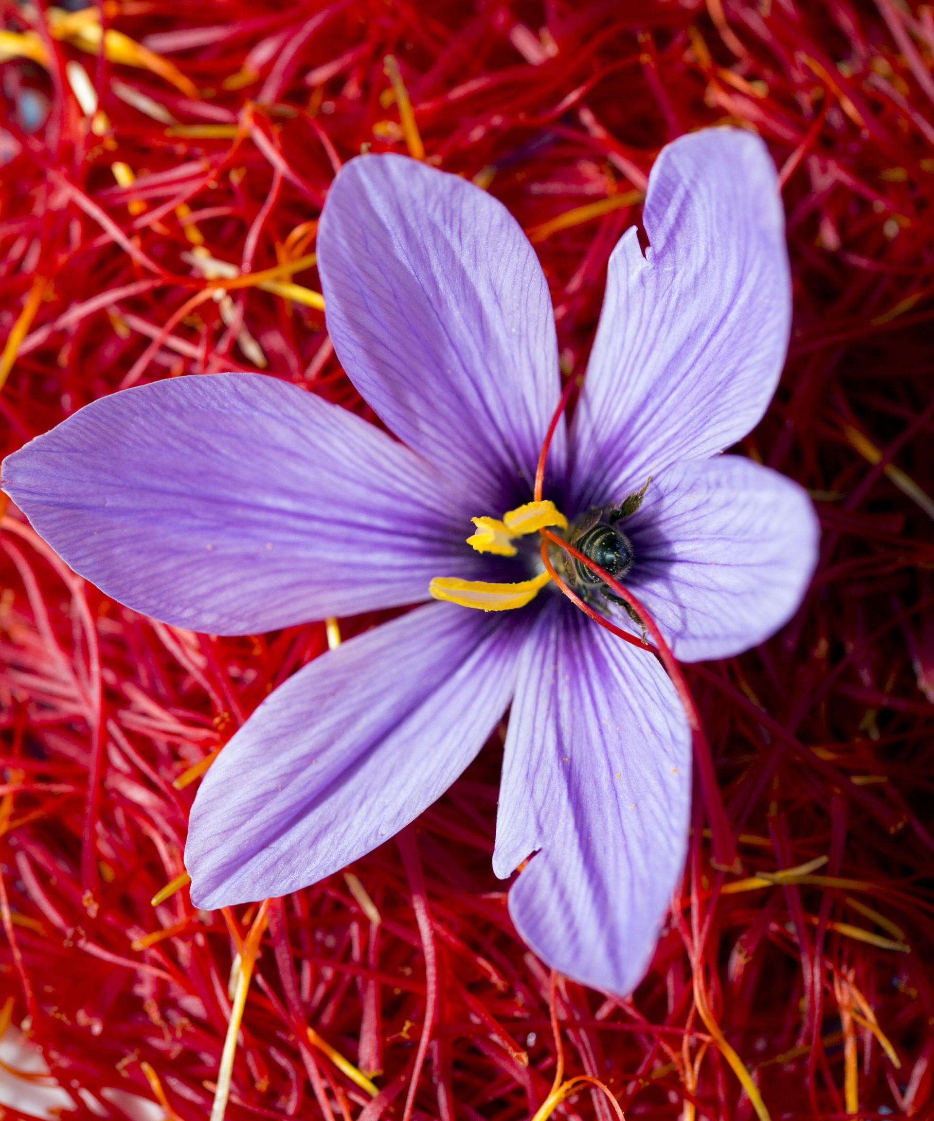 How to grow saffron in pots - an expert growing guide | Homes and Gardens