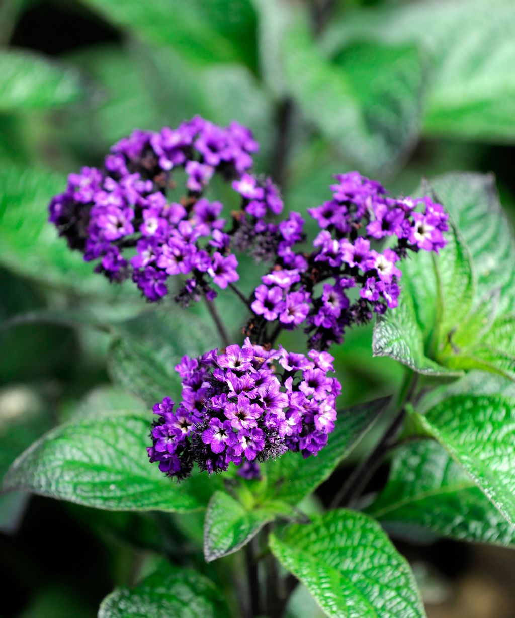 Best patio plants: 21 picks for year-round color and style | GardeningEtc
