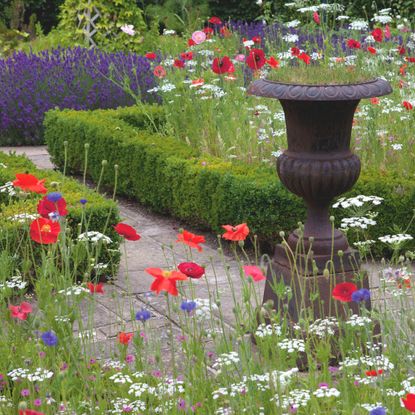 Wildflower garden ideas - clever pollinator planting for every garden ...
