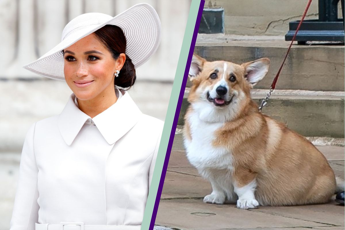The Queen’s corgis’ took to Meghan Markle ‘straight away’ | GoodtoKnow