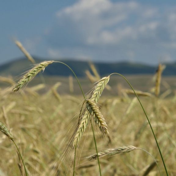 Information On Emmer Wheat Origins | Gardening Know How
