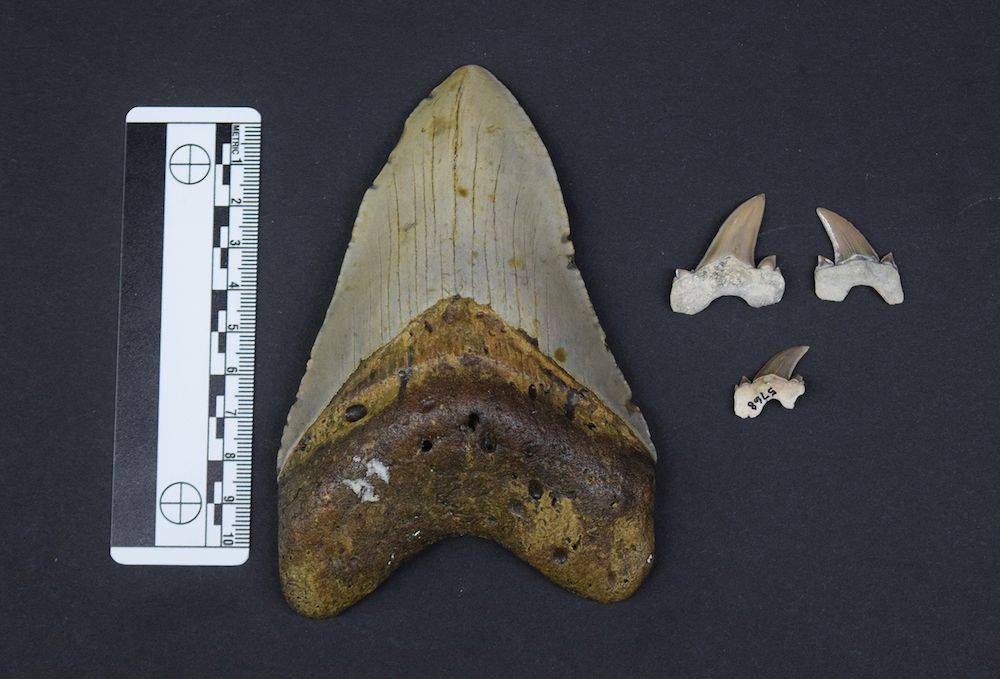 Megalodon Ancestor: Fossil Teeth Link Beast to Earth’s Largest Shark ...