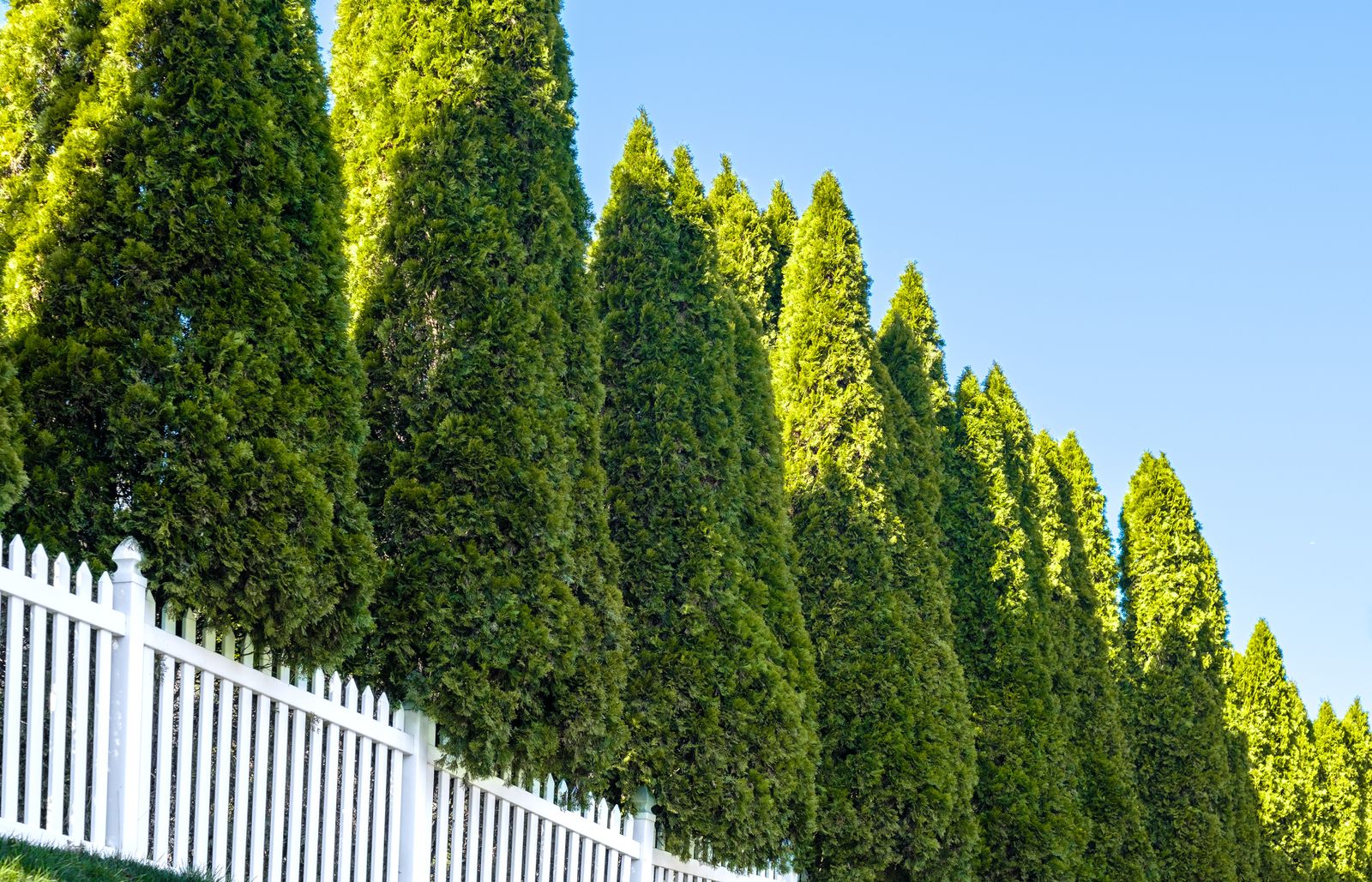 Best Trees for Privacy — 13 Varieties to Help Screen a Yard | Livingetc