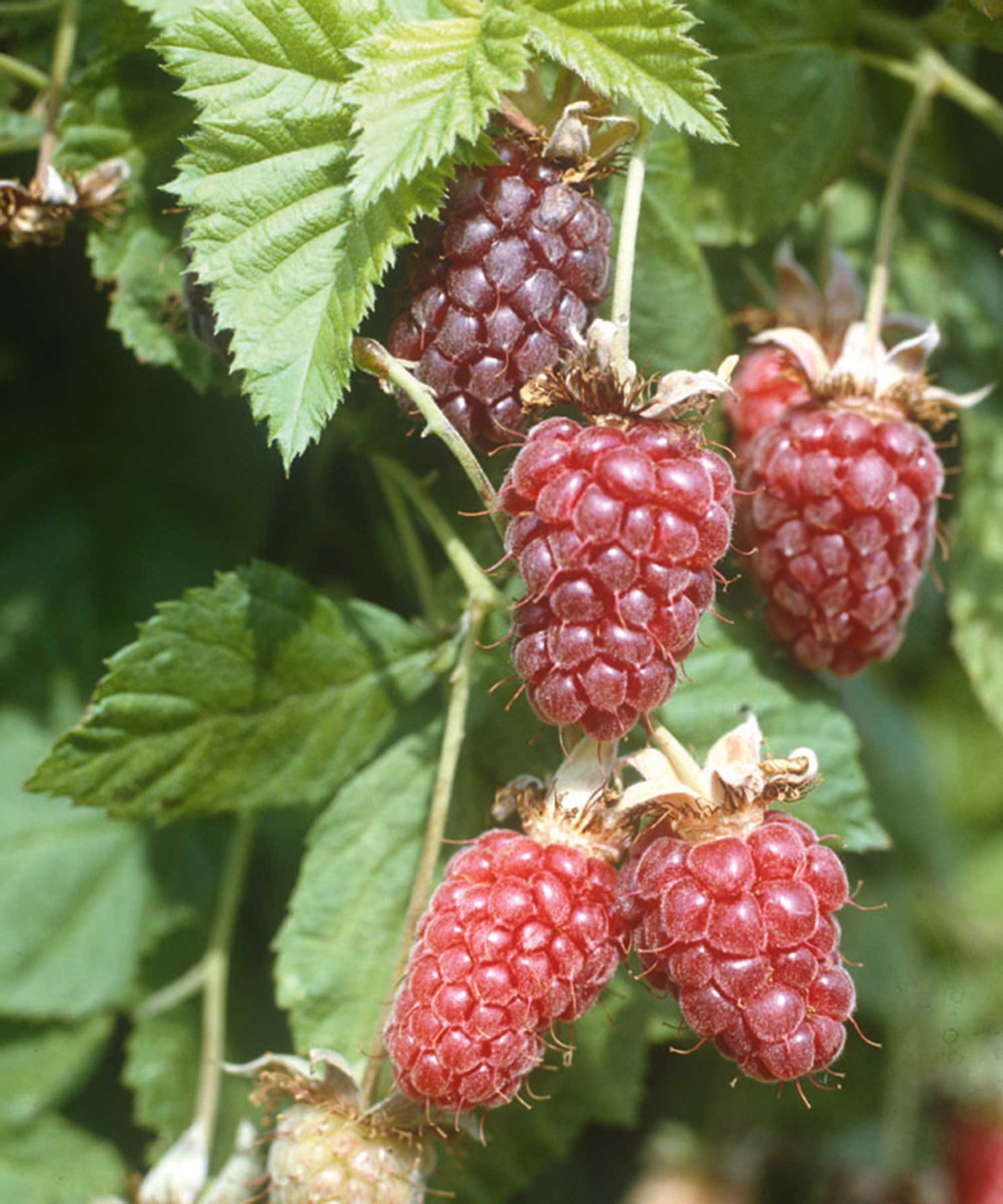 Ornamental edibles: 10 beautiful varieties for your plot | Gardeningetc