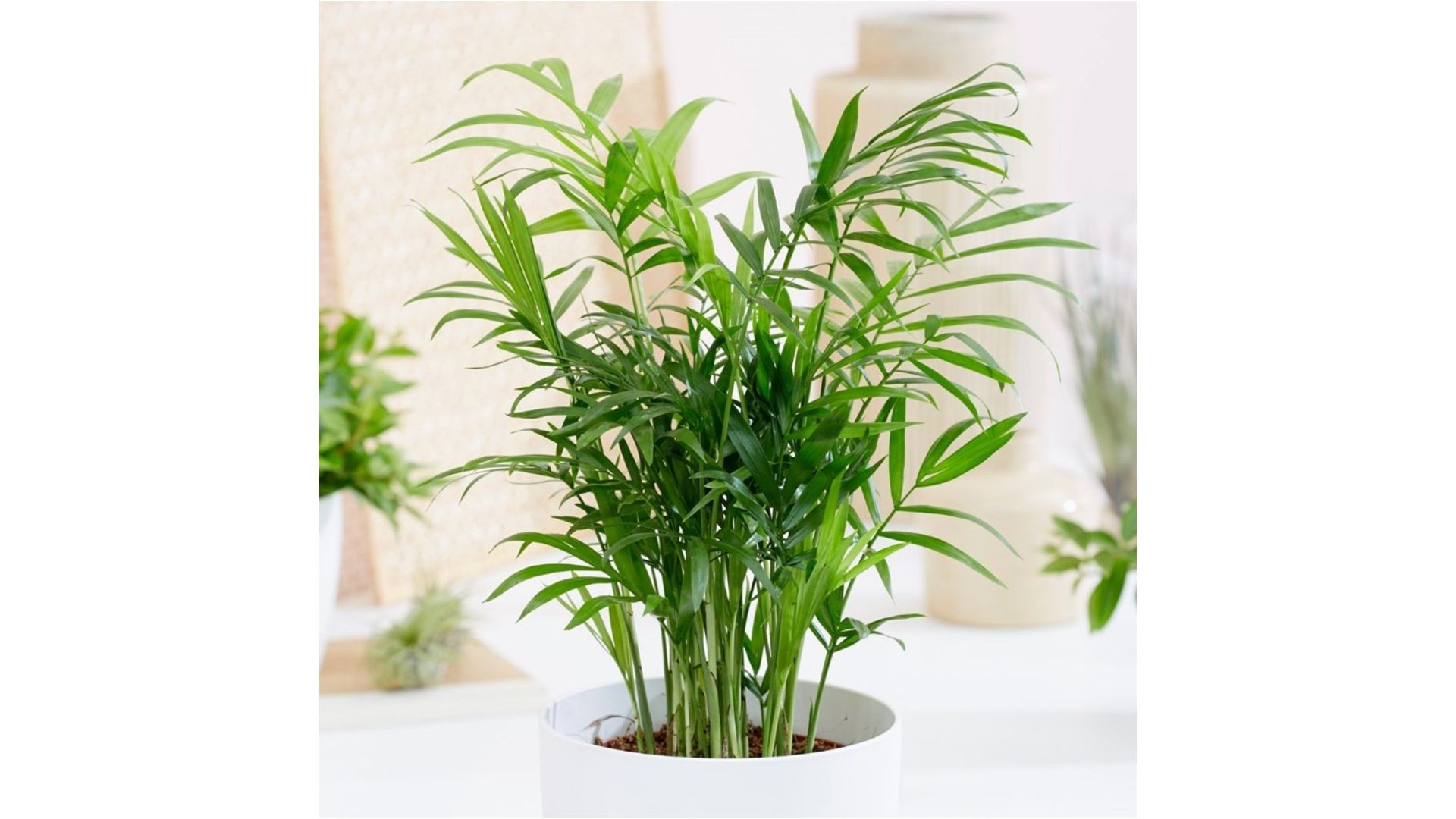Best indoor plants: 10 best houseplants for every room | Gardeningetc