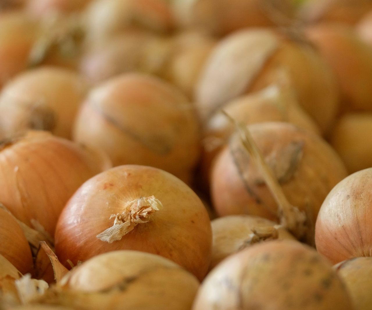 How to grow bigger onions - expert tips for large bulbs | Homes and Gardens