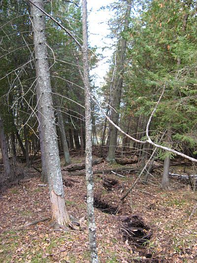 Photos: Giant Crack in Earth Pops Up in Michigan | Live Science
