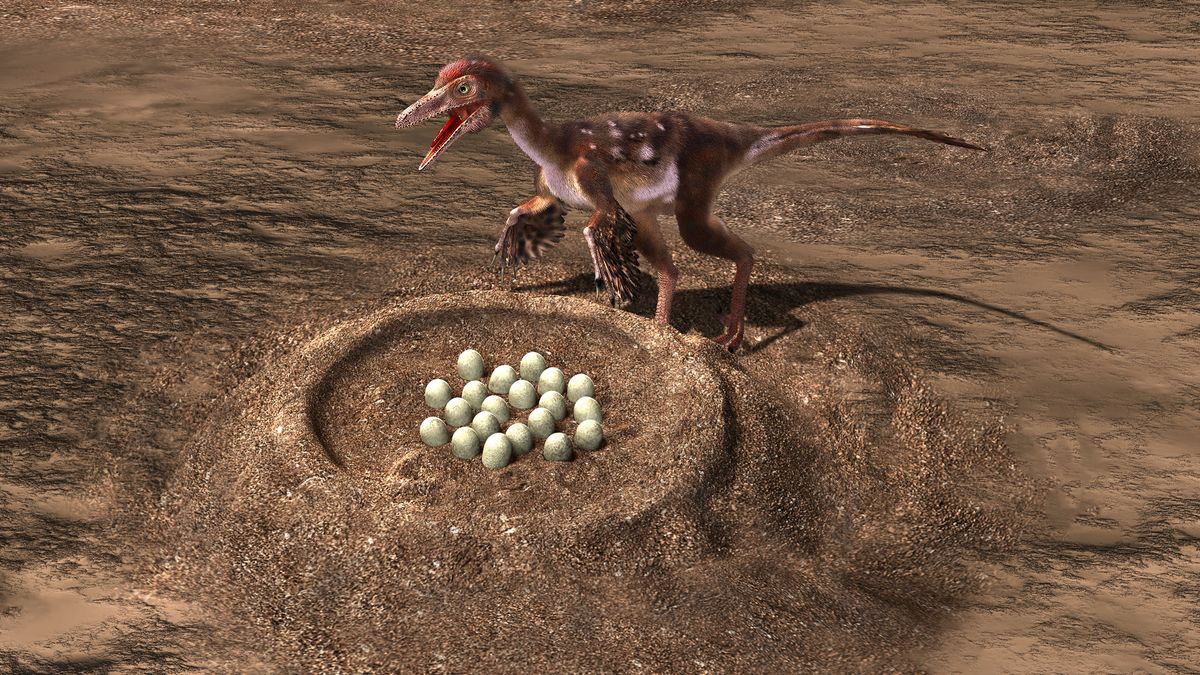 Clever, bird-like dinosaurs that lived 74 million years ago got cozy in ...